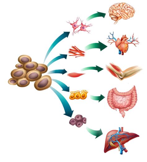 Células Tronco Biologia Net
