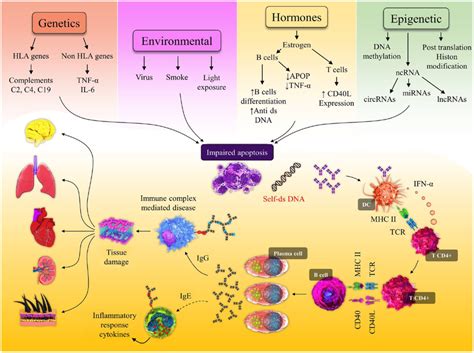 Factors That Contribute To Sle Pathogenesis Sle Pathogenesis Is Download Scientific Diagram