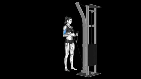 Cable Curl With Lat Bar How To Video Alternatives And More