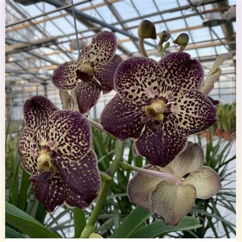 Vanda Chocolate Brown Orquidário Hang