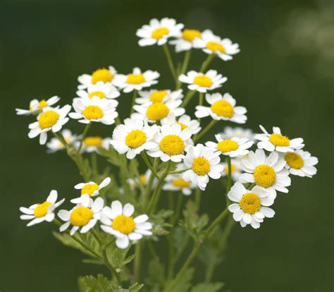 Chrysanthemum Cinerariifolium Pyrethrum Seeds