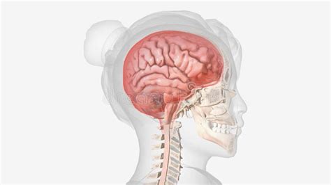 The Causes Of Intracranial Pressure Stock Footage Video Of Thoracic