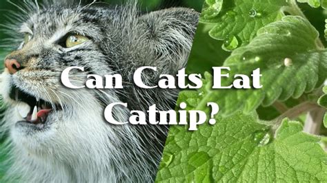 Can Cats Eat Catnip Pet Consider