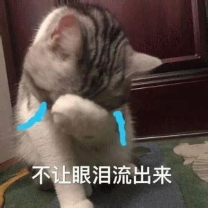 猫咪不让眼泪流出来表情包图片gif动图 求表情网 斗图从此不求人