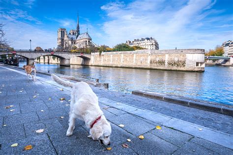 노트르담 드 파리 화창한가 오후의 대성당 세 느 강 제방입니다 2 국내 개 산책 하 고 온난 한 날씨에서 휴식 파리입니다 프랑스 가을에 대한 스톡 사진 및 기타 이미지
