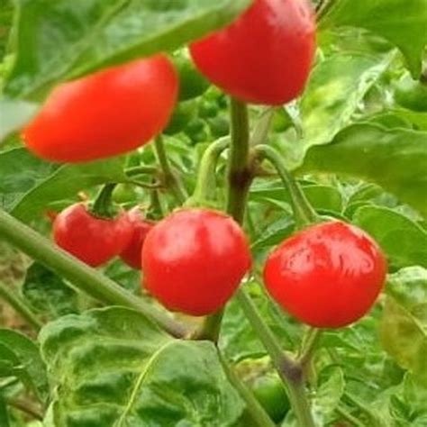 Chilli Dalhe Sikkim Sahaja Seeds