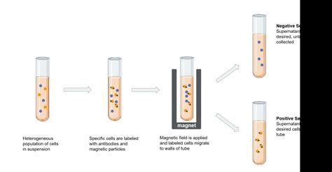 cell separation