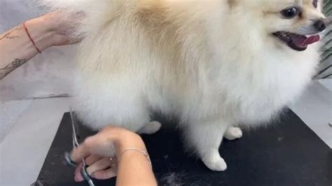 Стрижка шпица груминг шпица в домашних условиях как подстричь шпица