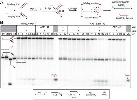 Rest Promotes Fork Regression A Fork Regression Assay Using A Rest Promotes Fork Regression A Fork Regression Assay Using A
