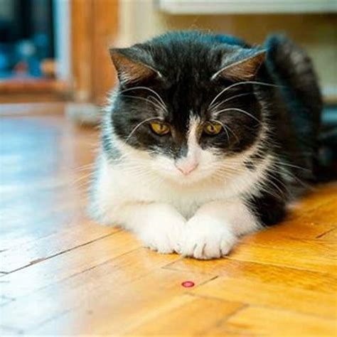 Why Do Cats Attack Laser Pointers Diy Seattle