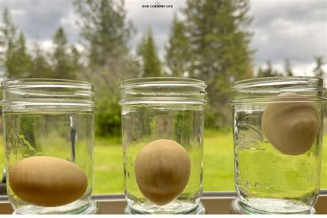 The Egg Float Test A Simple Way To Check The Freshness Of Your Eggs Our Country Life How To