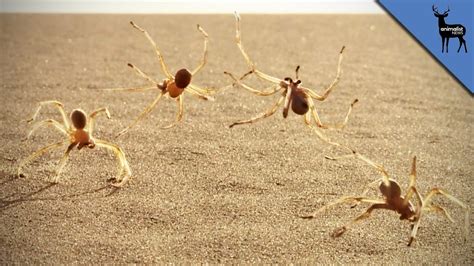 Why Does This Spider Do Cartwheels Youtube