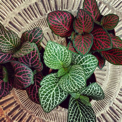 Nerve Plant Care Guide Tips For Growing Fittonia