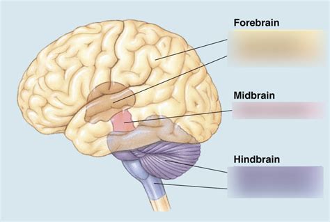 Labeling Midbrain Hindbrain Forebrain Diagram Quizlet