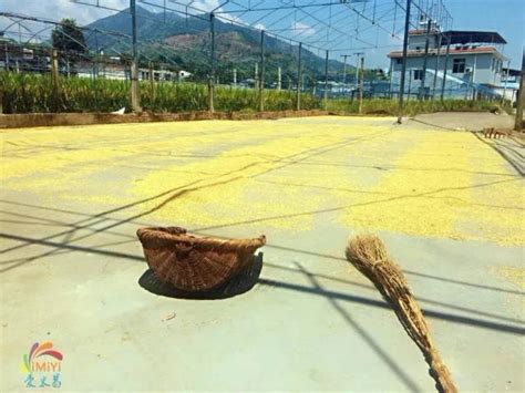 谷子摆阵怎样好看 谷子摆阵是什么 谷子摆阵怎样好看试卷 第3页 大山谷图库