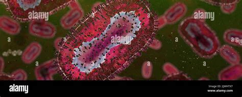 Monkeypox Viruses Microscopic Pathogen Closeup Infectious Zoonotic