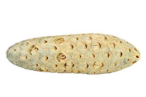 2 45 Fossil Seed Cone Or Aggregate Fruit Morocco 288757 For Sale