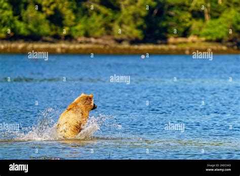 15 Year Old Grizzly Bear Cub Chasing Shadows Along The Shoreline Of