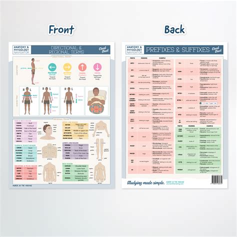 Anatomy Label Lab Workbook® Nurseinthemaking