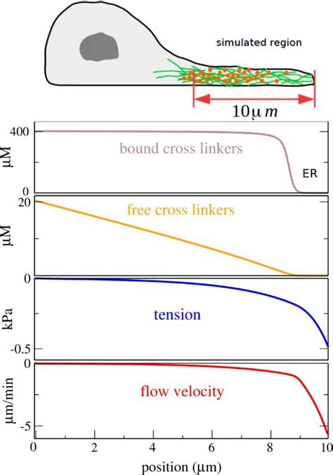 Examples Of Spatial Profiles In The Radial Direction Of The Steadily Download Scientific