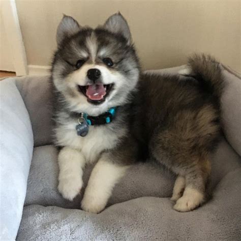 29 Best Pomsky Images On Pinterest Husky Mix Pomsky Puppies And