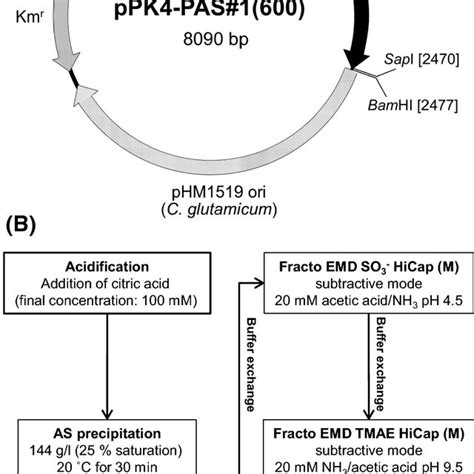 N Terminal Pyroglutamate Formation Of The Recombinant Pas11200