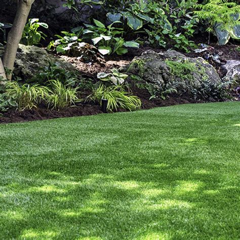 Fescue Sod Fescue Per Sq Ft Siteone Us