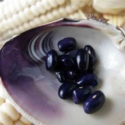 Cherokee Trail Of Tears Pole Bean Seeds Bertie County Seeds