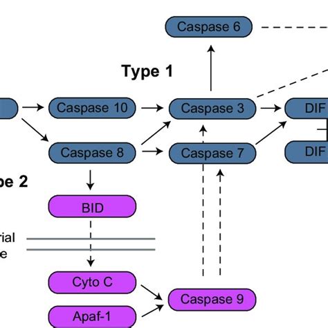 Role Of Apaf 1 In The Regulation Of Type 1 And Type 2 Apoptotic Pathways Download Scientific
