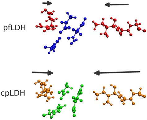 进化上不同物种的乳酸脱氢酶的结构相关动力学。biochemistry X Mol