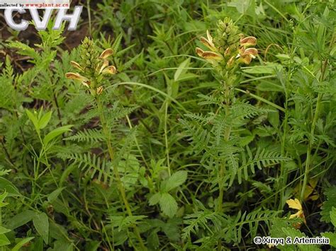 红纹马先蒿Pedicularis striata Pall 植物图片库 植物通