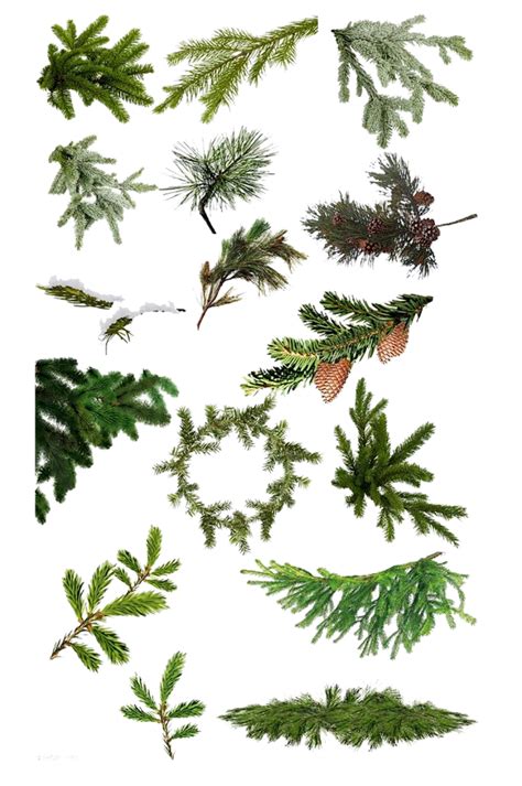 圣诞节松树枝png