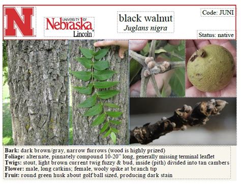 Walnut Tree Identification