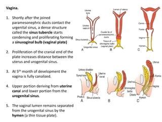 Embryology Part 8 Pdf