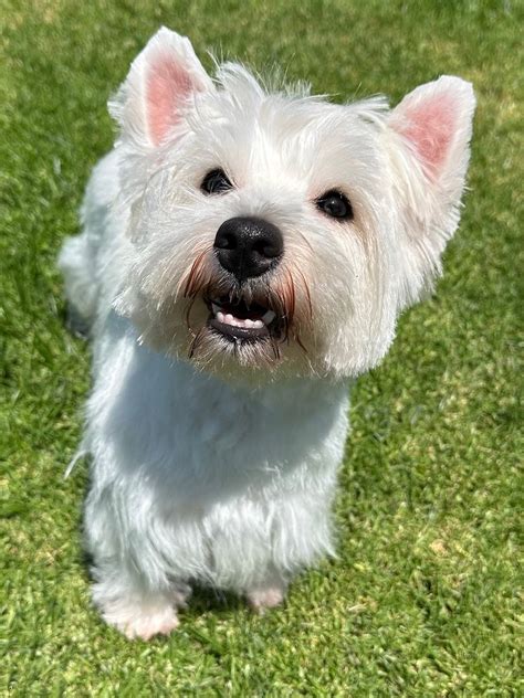 Adoptable Westies — Westie Rescue Of Orange County And Beyond