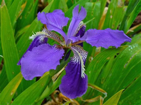 National Flower Of France Iris Best Flower Site