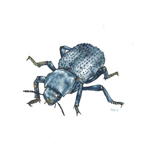 Blue Death Feigning Beetle Insect Fine Art Print Of Watercolor Etsy
