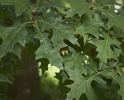 Tree Identification How To Identify Pin Oak Tree Fast Growing Shade Trees Growing Tree
