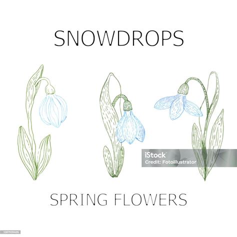 흰색 배경에 고립 된 펠트 팁 펜으로 섬세한 스노우 드롭 손 그리기 디자인 요소 결혼식 초대장 인사말 카드 배너 포장 책 그림 0명에 대한 스톡 벡터 아트 및 기타 이미지