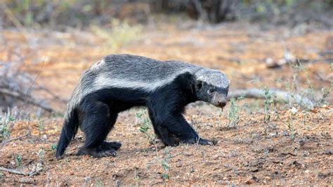 Descubriendo Las Características Y El Hábitat Del Tejón De La Miel