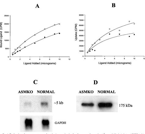 Figure 2 From Mannose 6 Phosphate Receptor Mediated Uptake Is Defective In Acid Sphingomyelinase