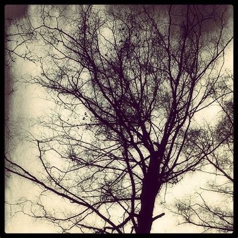 Eerie Tree With No Leaves