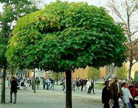 Top 15 Plus Beaux Arbres à Port En Boule Pour Votre Jardin