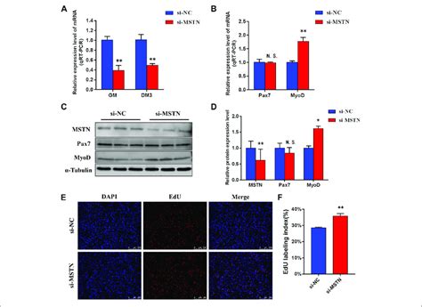 Knockdown Of Mstn Expression Promotes The Maintenance Of Bovine Download Scientific Diagram