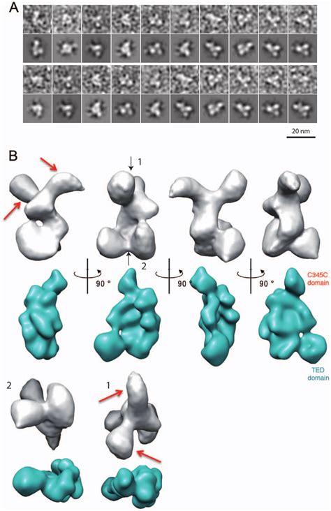 Electron Microscopy Reveals That Ecam Is An Elongated Flexible Download Scientific Diagram