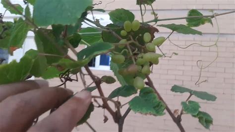 ছাদ বাগান জয় সীডলেস আঙ্গুরের অসময়ের ফলন । আঙ্গুর শিল্পী । আবু বকর সিদ্দিক Youtube
