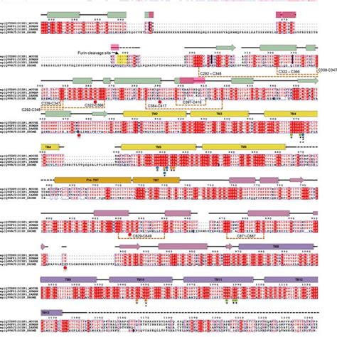 Dispatched Protein Sequence Alignment And Structural Features Sequence