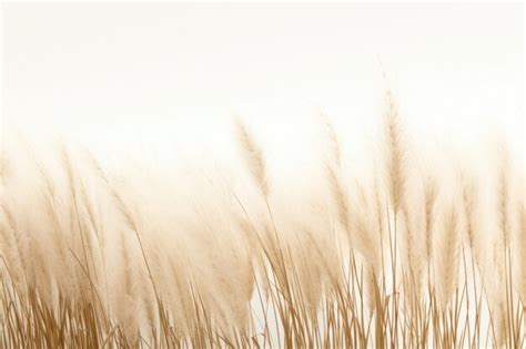Pampas Grass Field Backgrounds Landscape Outdoors Premium Ai