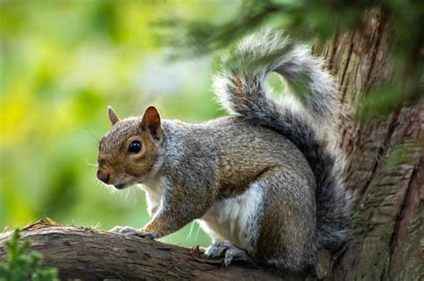 10 000 Free Squirrel Nest And Squirrel Images Pixabay