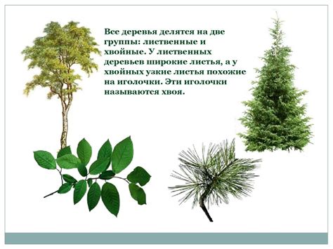 Деревья Лиственные и хвойные деревья презентация онлайн